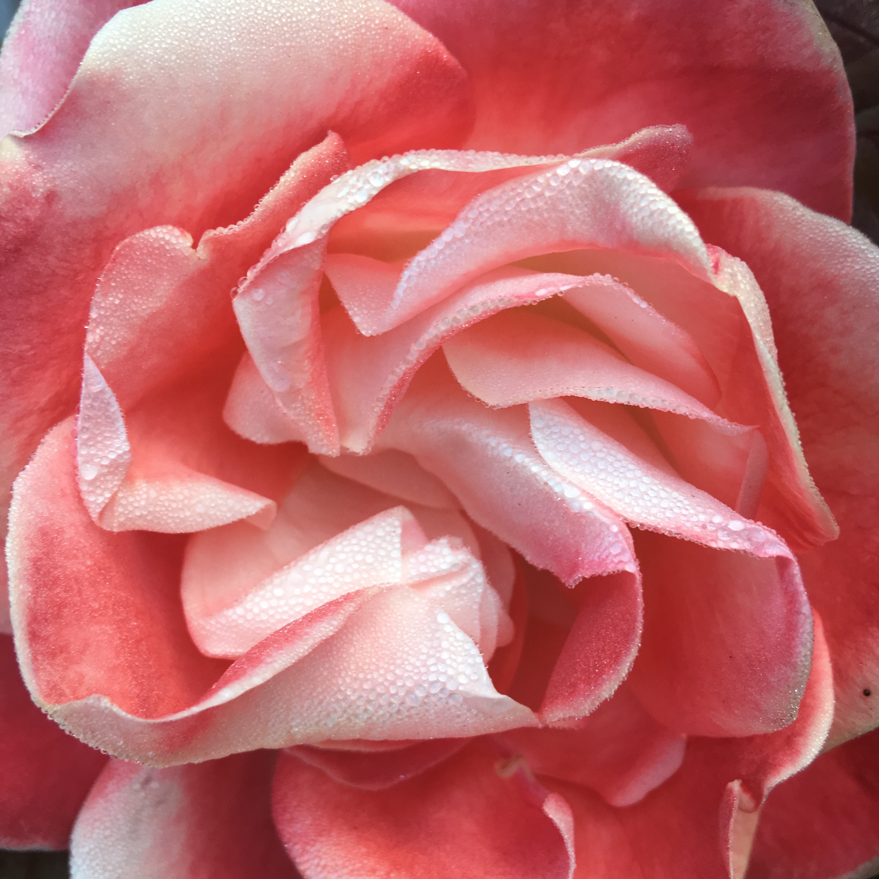 The Reiki Precepts: Just For Today – Living In Energetic Alignment