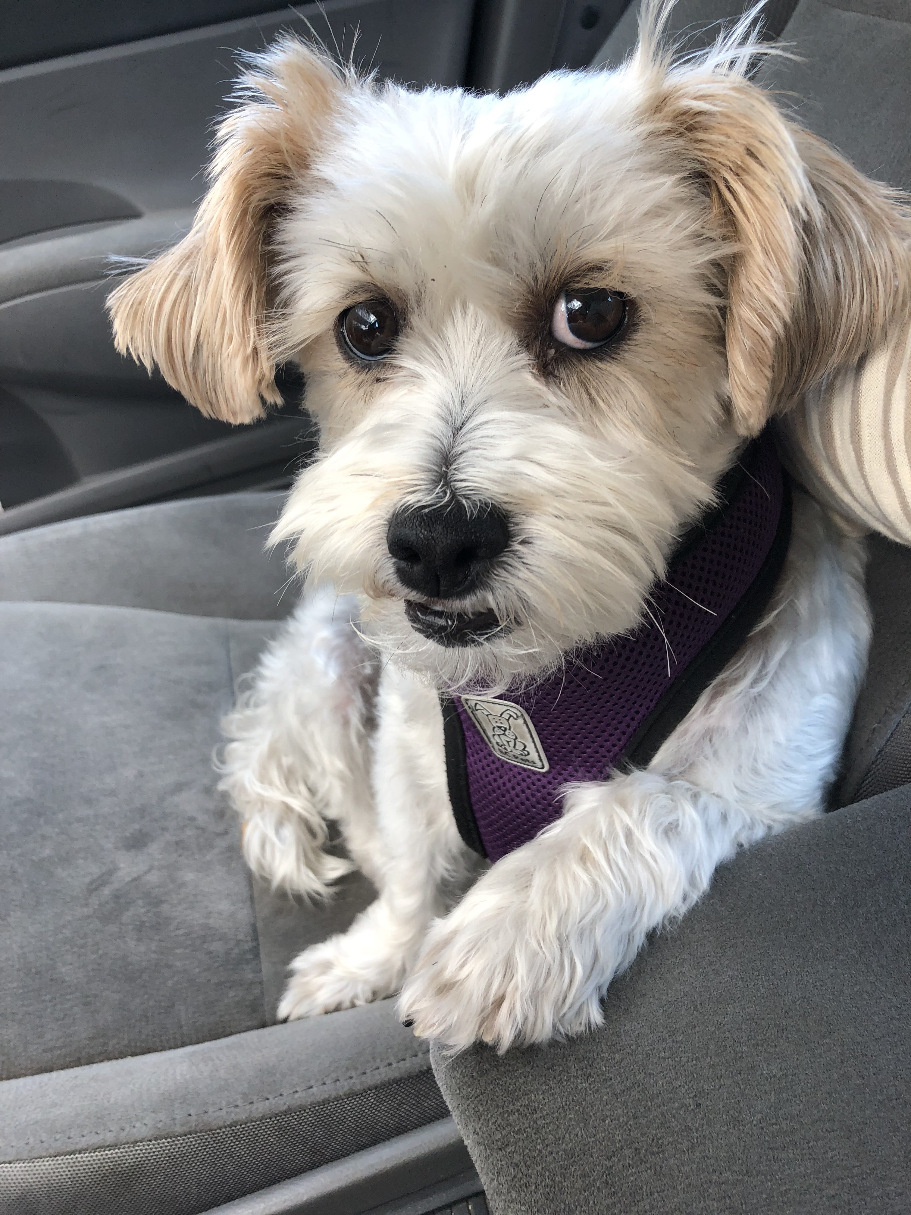 The Healing Dog: Berkeley From Oakland – Living In Energetic Alignment